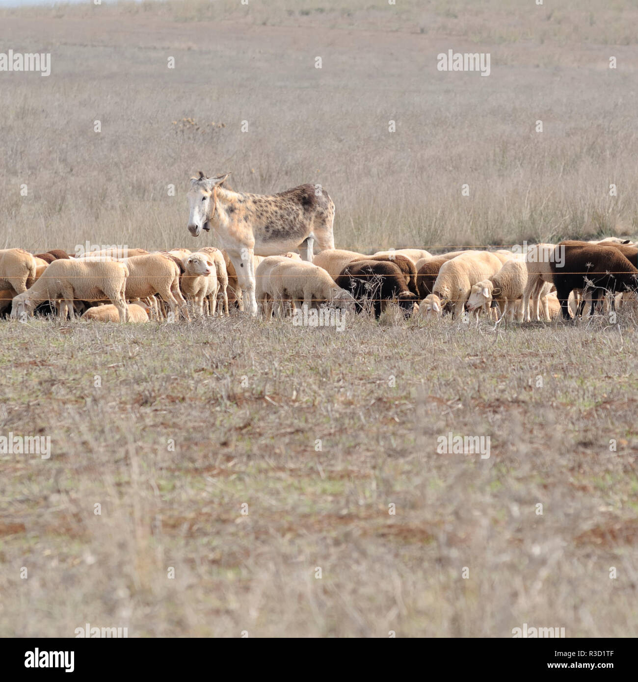 Donkey guard hi-res stock photography and images - Alamy