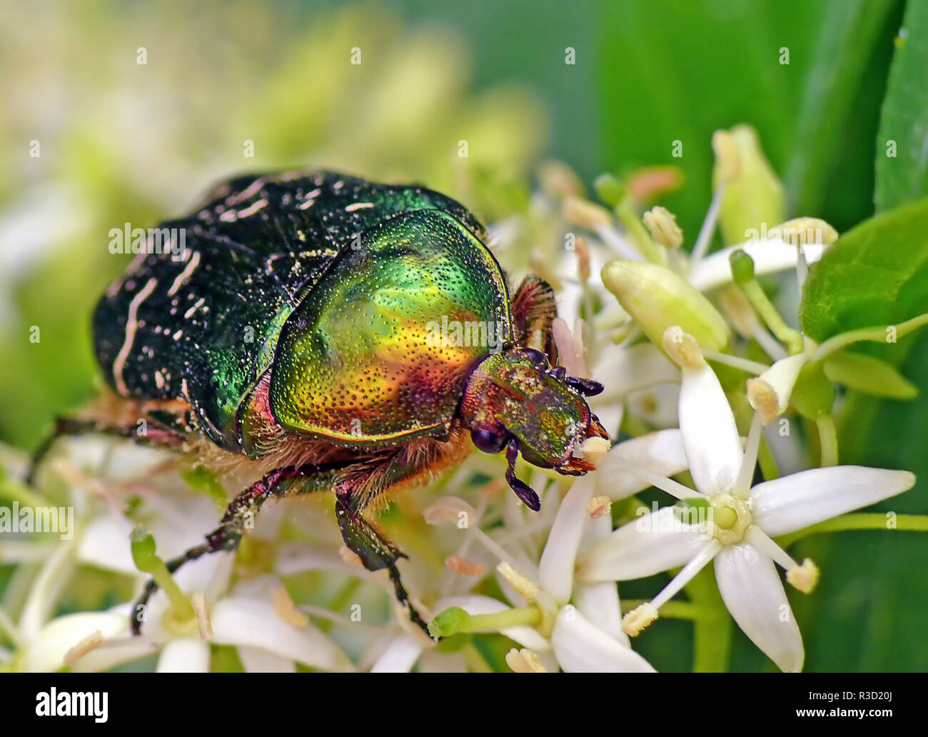 Bright coloured beetle hi-res stock photography and images - Alamy