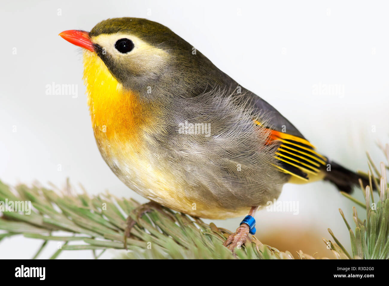 China nightingale hi-res stock photography and images - Alamy