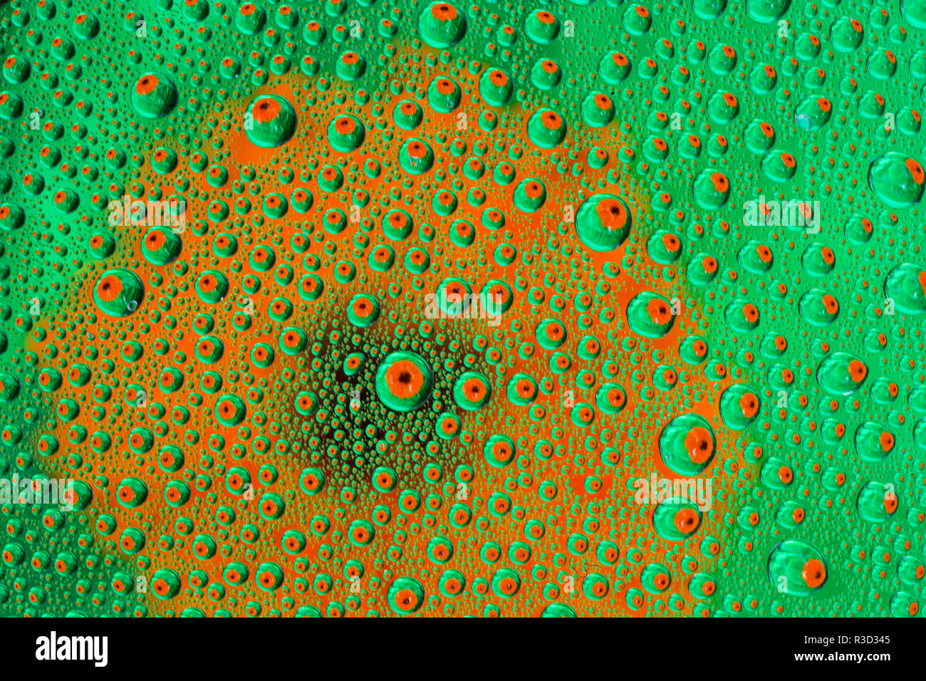 Orange Profusion Zinnia reflections in dew drops Stock Photo - Alamy