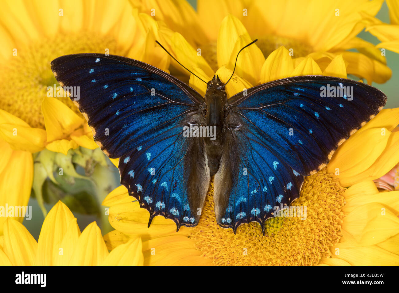 Charaxes a brush-footed butterfly know as emperors on sunflowers Stock ...