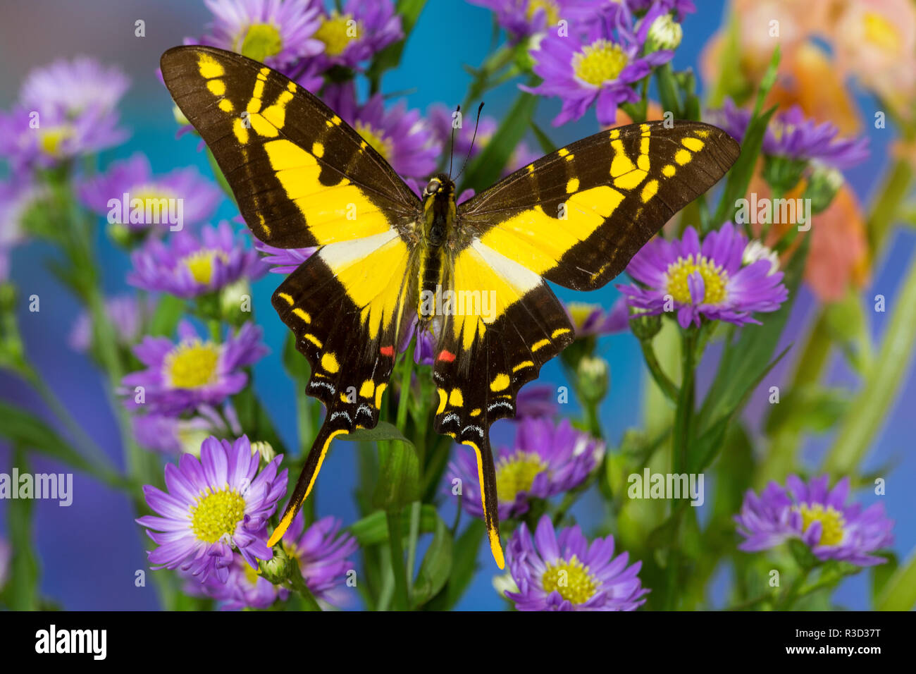 Eurytides thyastes the Orange Kite Swallowtail on Asters Stock Photo ...