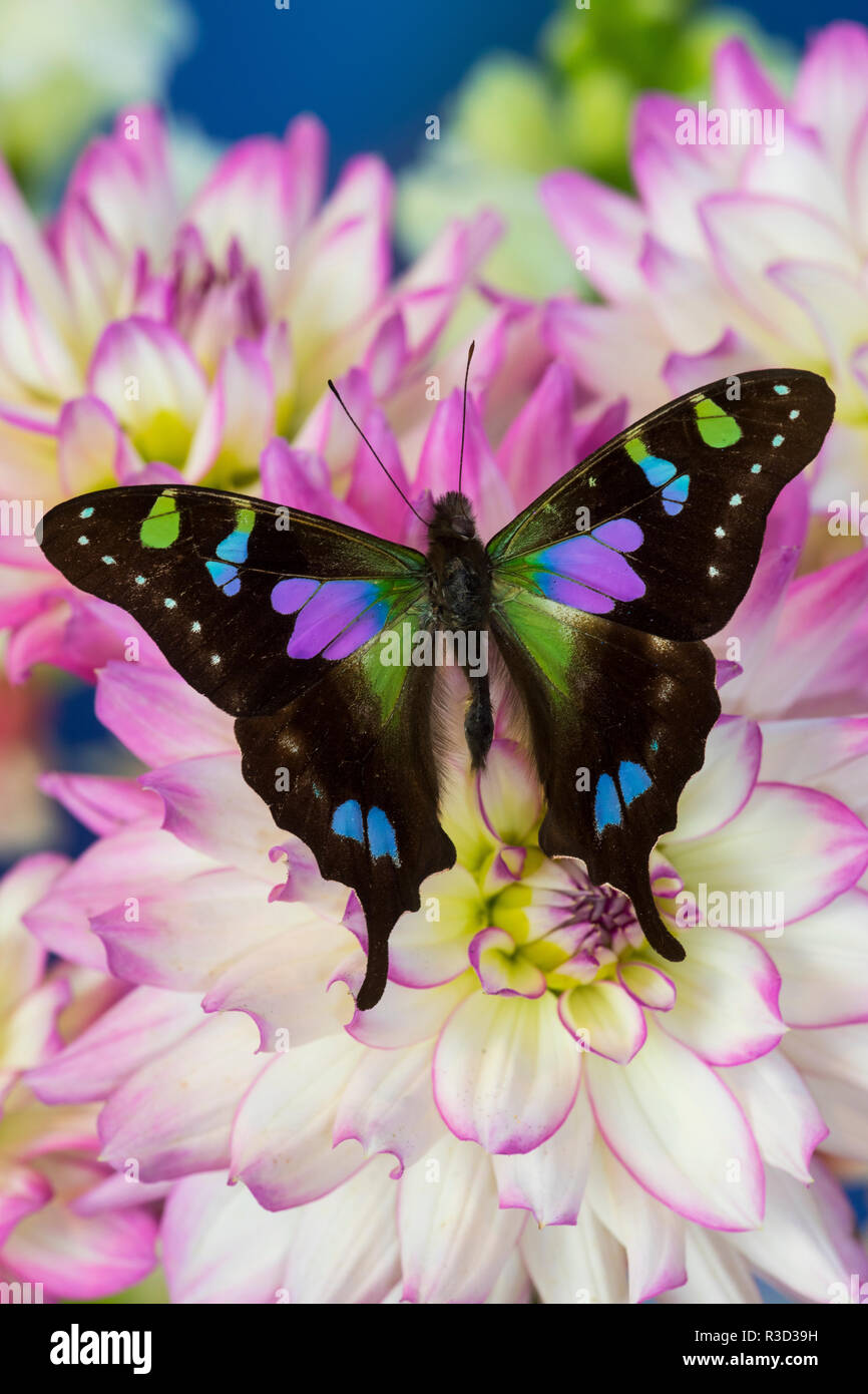 Butterfly Graphium weiski, the purple spotted Swallowtail on Dahlias ...