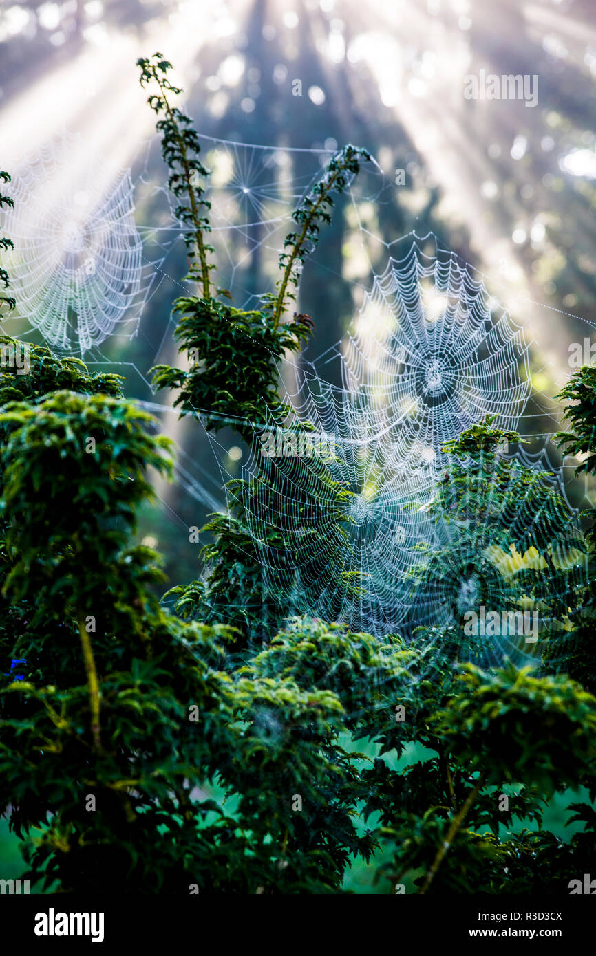 Bremerton, WA. Tangled spider webs hang from trees Stock Photo - Alamy