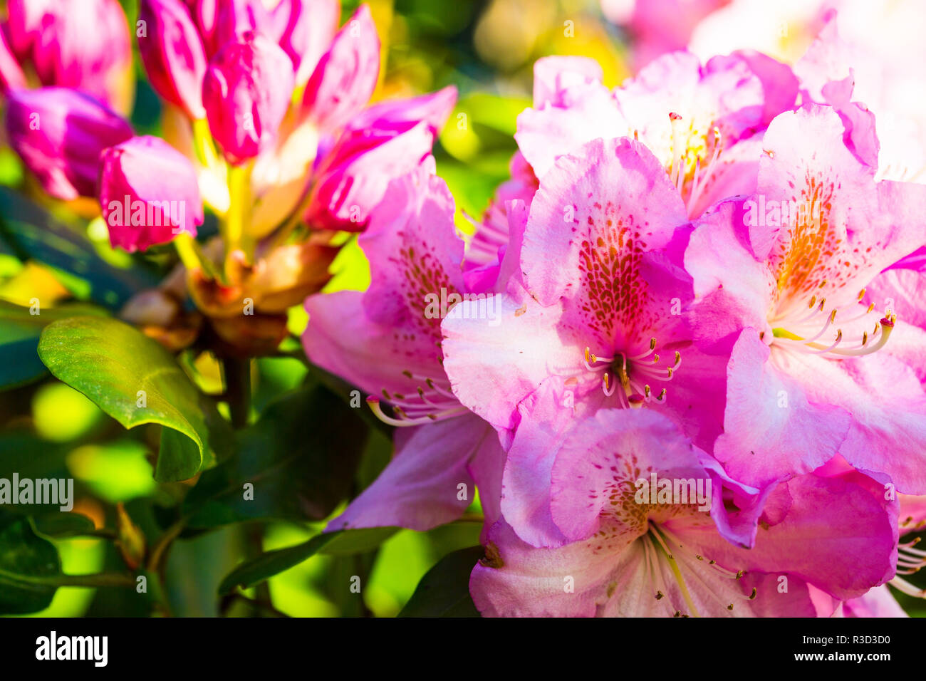 Magenta rhododendrons hi-res stock photography and images - Alamy