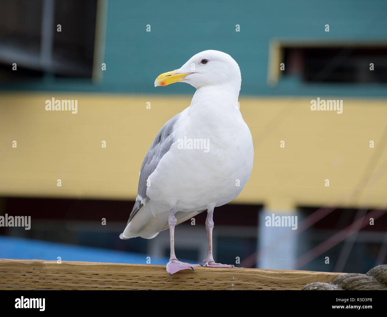 Washington State, Seattle, Waterfront, Seagull Stock Photo - Alamy