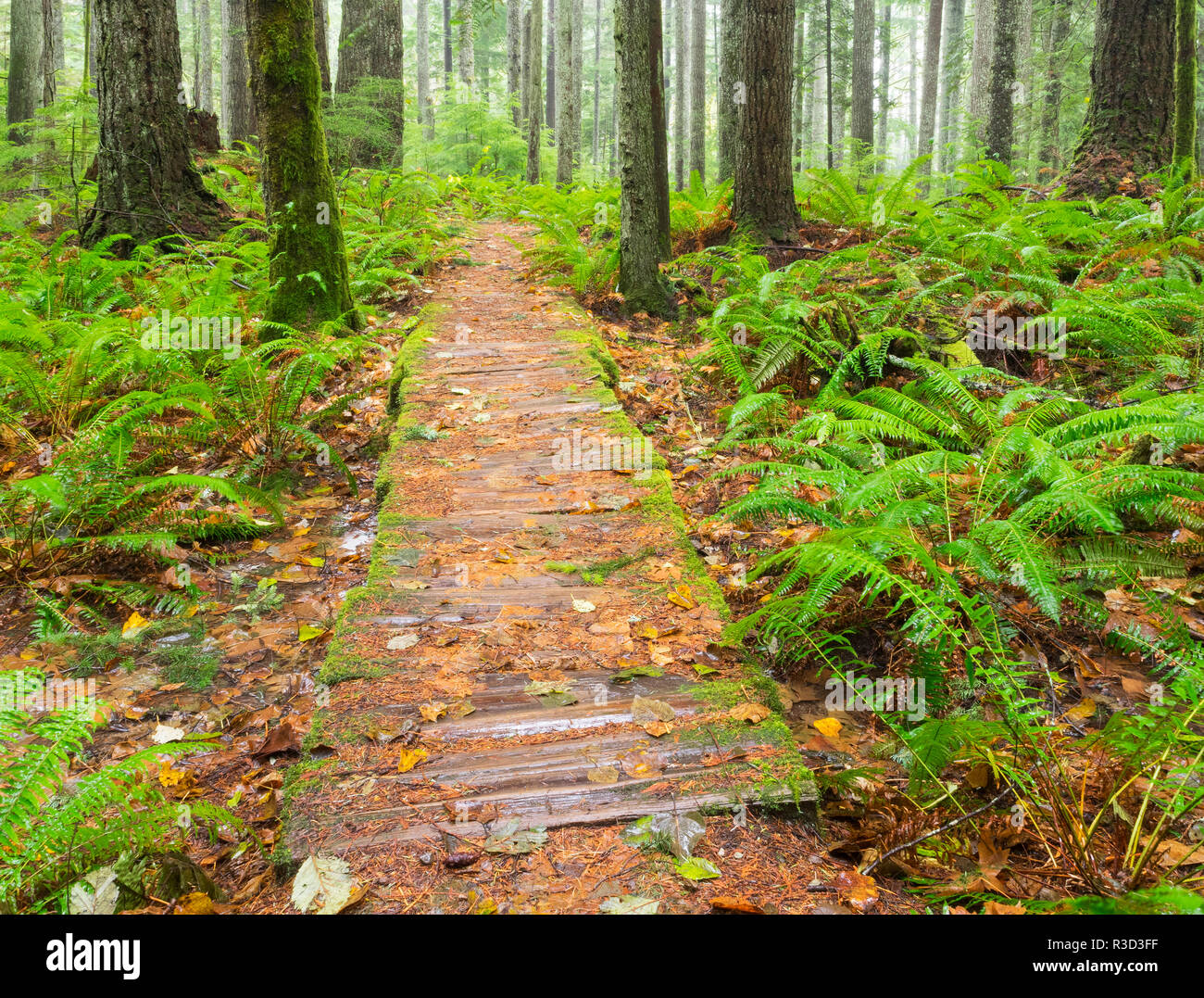 Washington State, Tiger Mountain State Forest, Old foot wood bridge ...