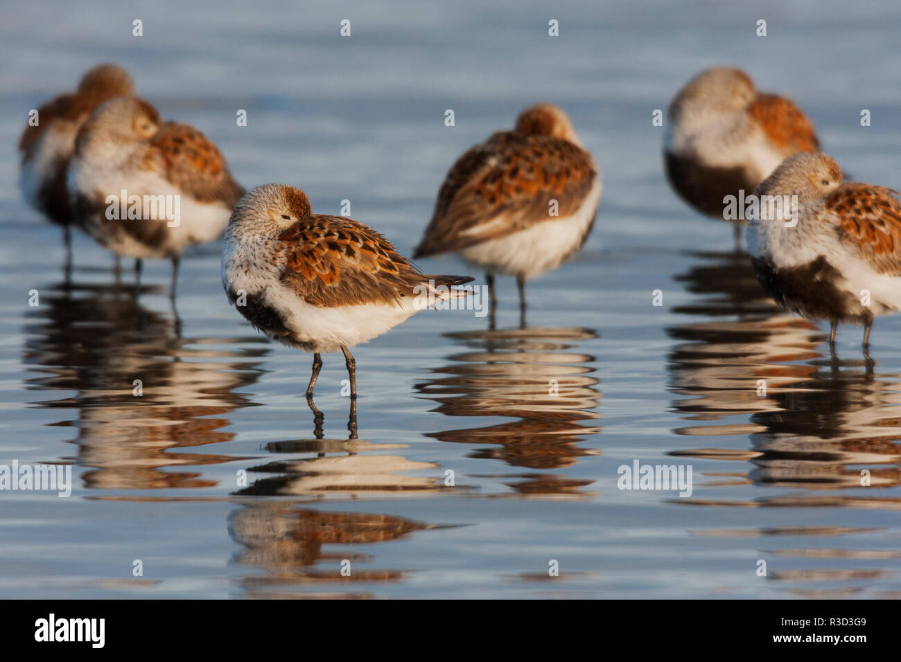 Dunlin, resting during spring migration Stock Photo - Alamy