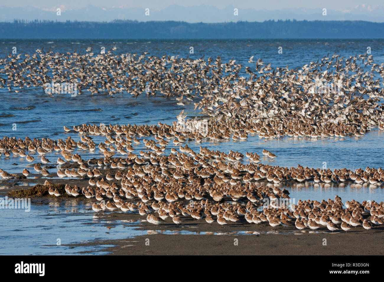 Shorebirds of the usa hi-res stock photography and images - Alamy