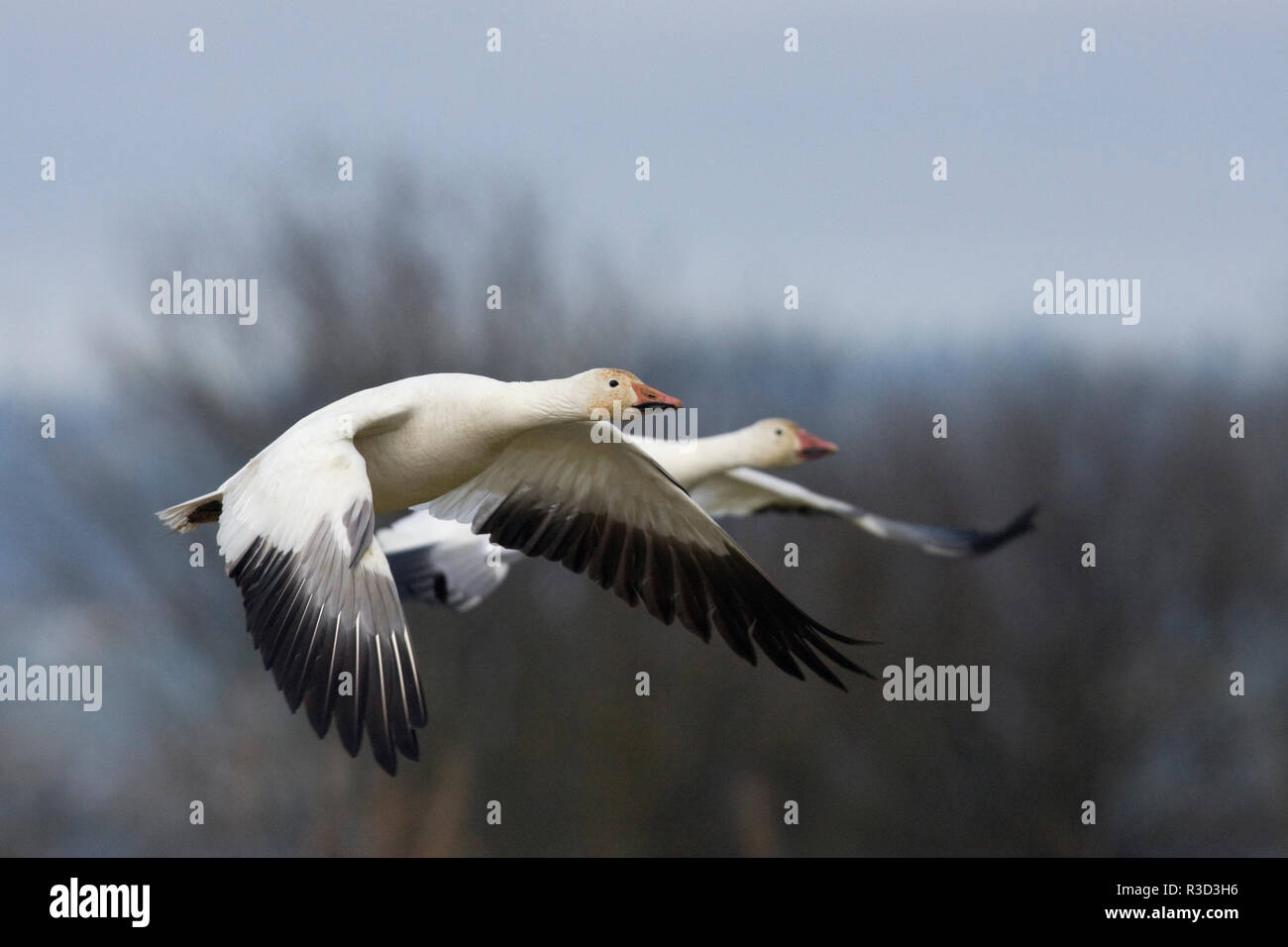 Snow Geese flying Stock Photo - Alamy