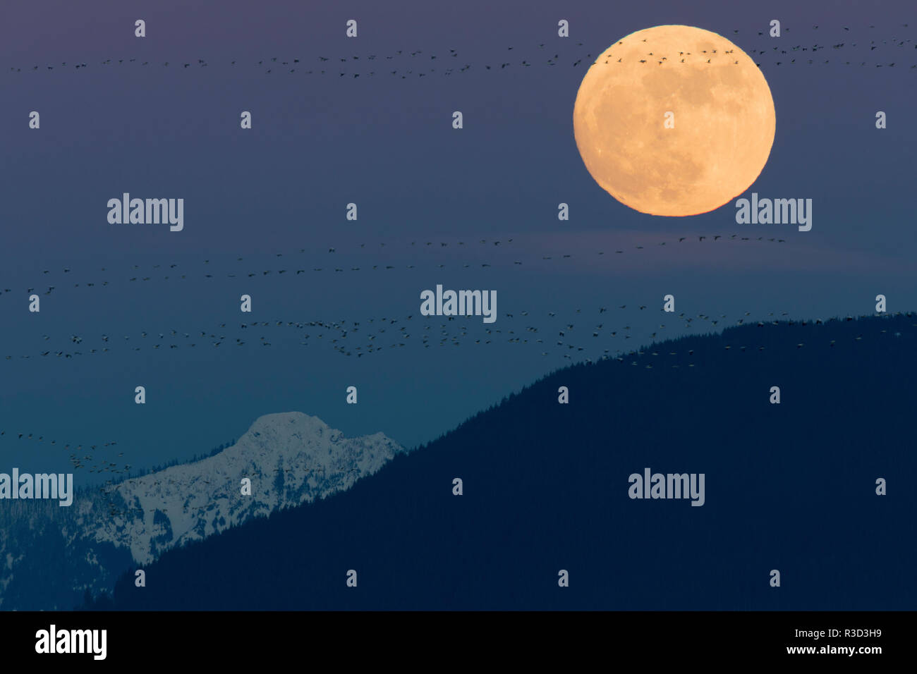 Full moon rising, migrating Snow Geese Stock Photo - Alamy