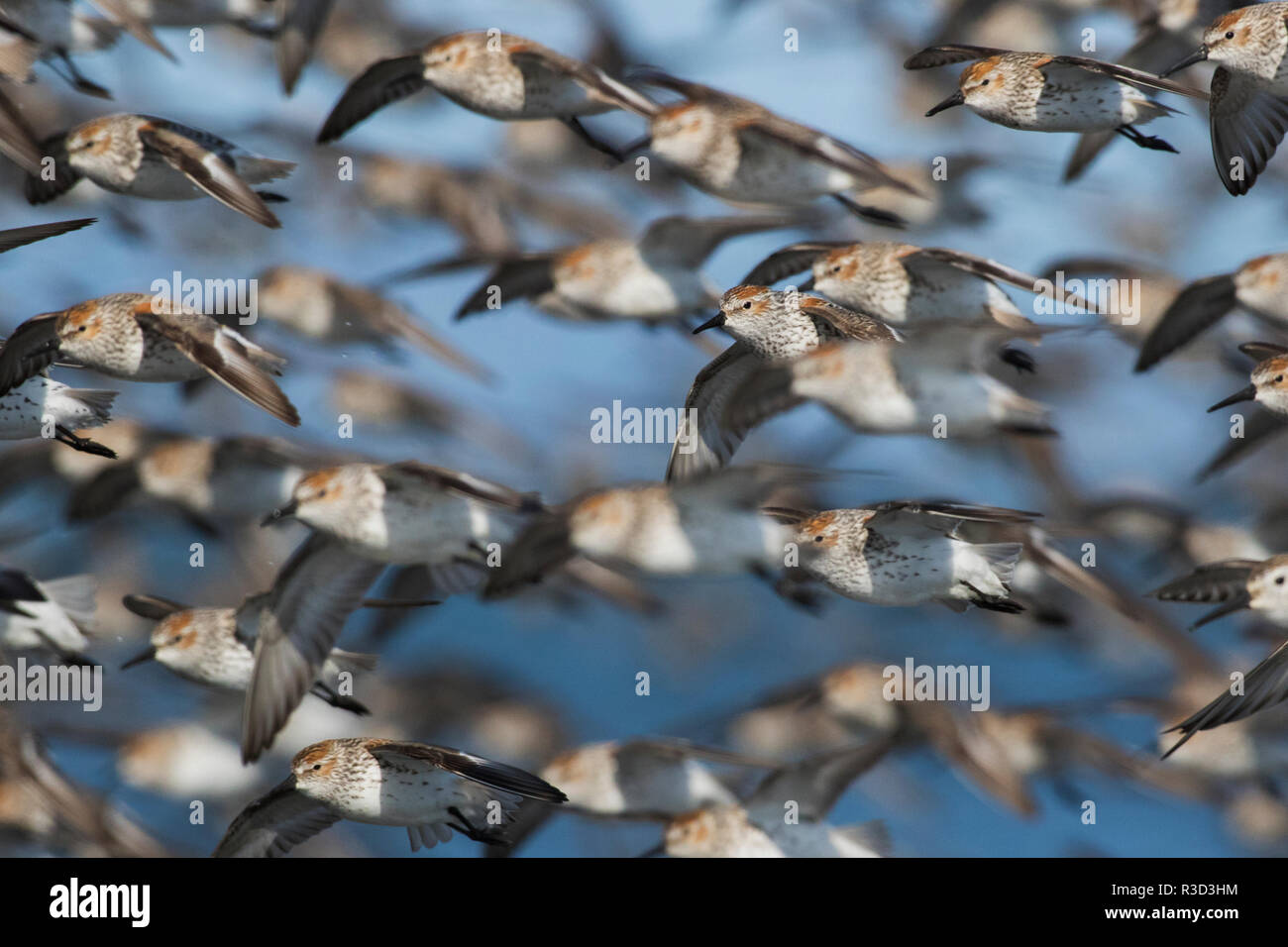 Western sandpiper usa hi-res stock photography and images - Alamy