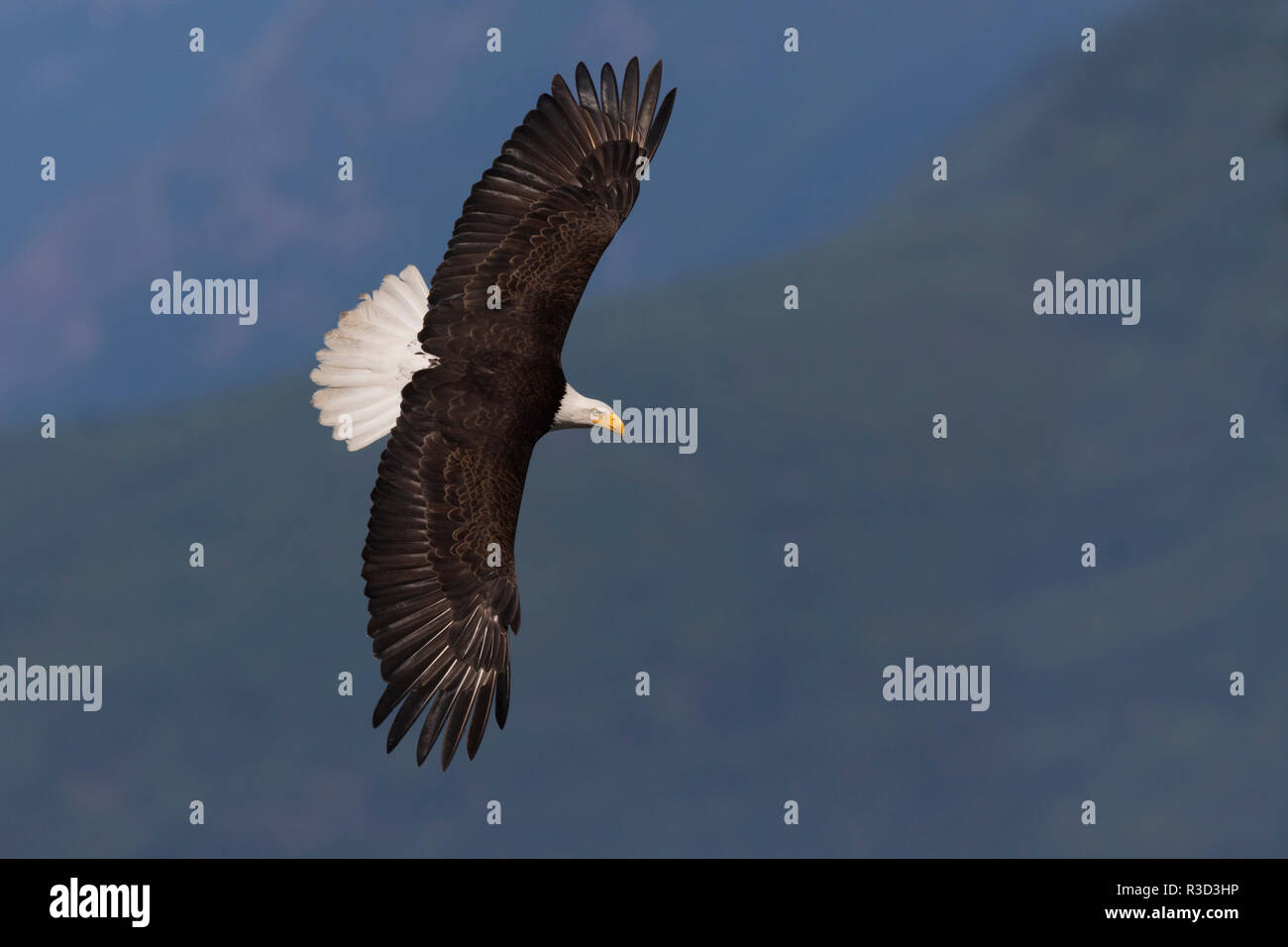 Bald eagle flying Stock Photo - Alamy