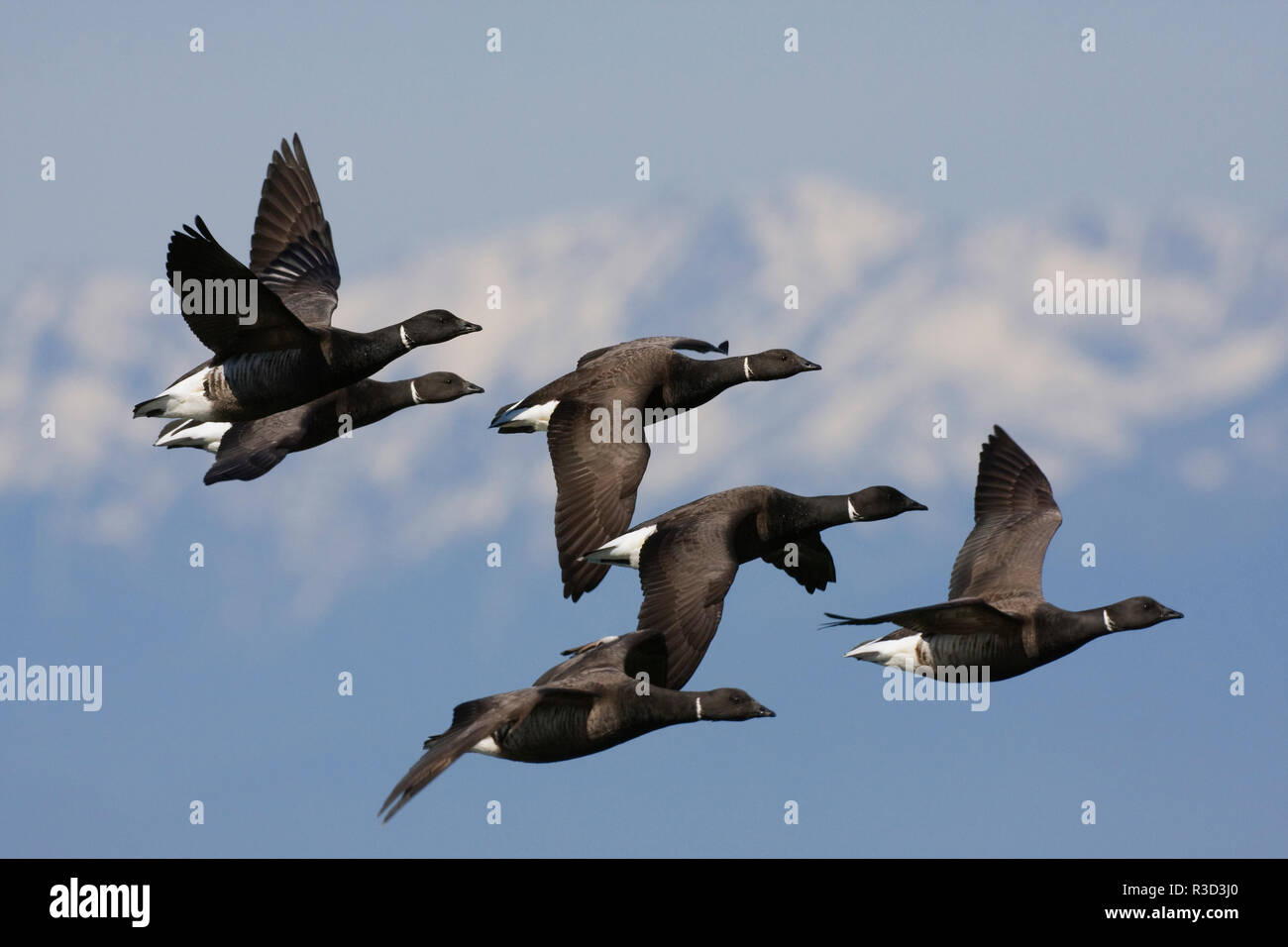 Brant geese hi-res stock photography and images - Alamy