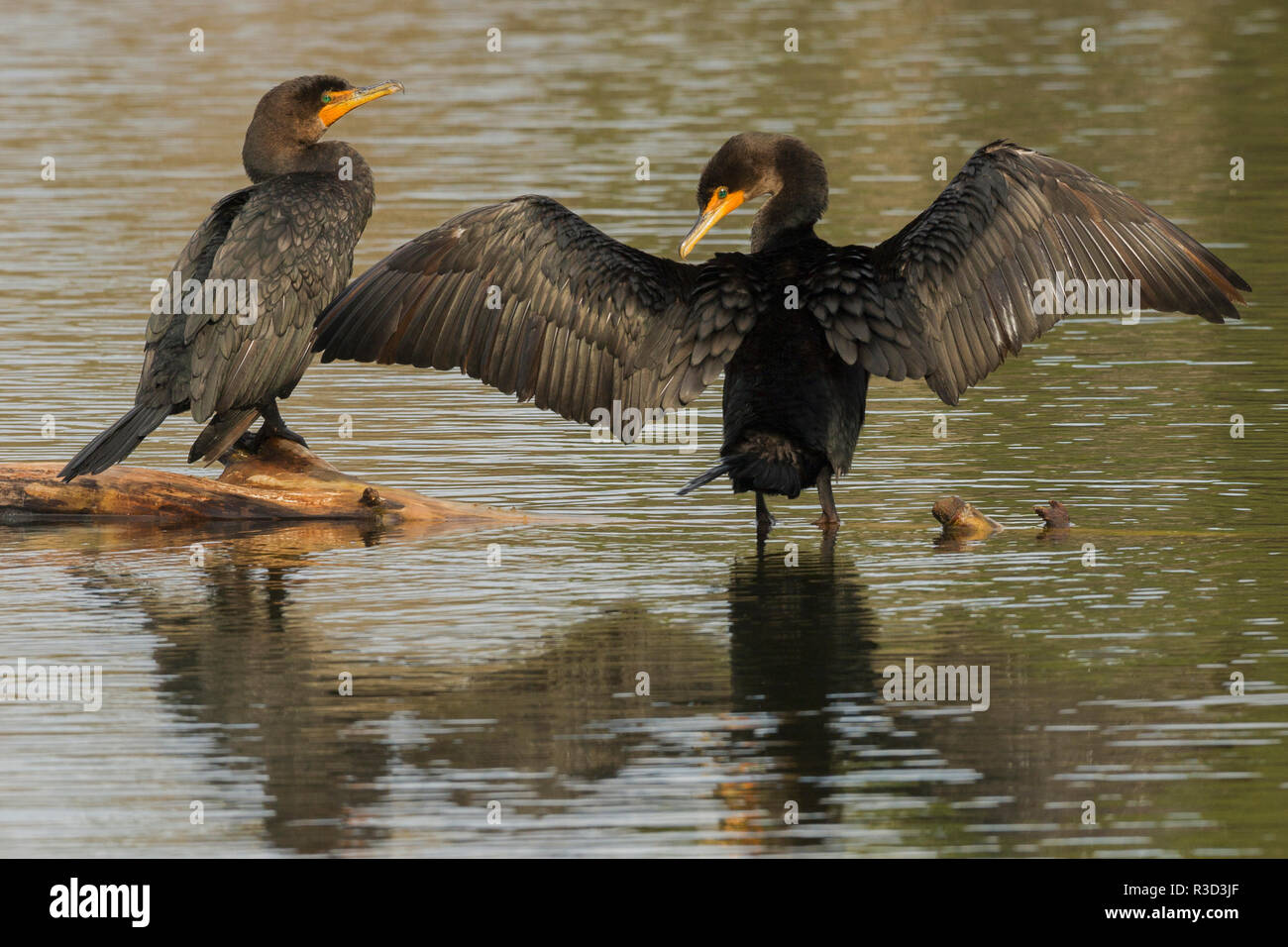 Double-crested cormorant pair Stock Photo - Alamy
