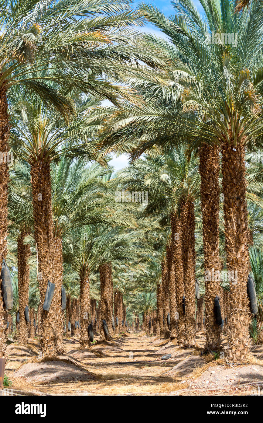 Plantation of Phoenix dactylifera, commonly known as date or date palm ...