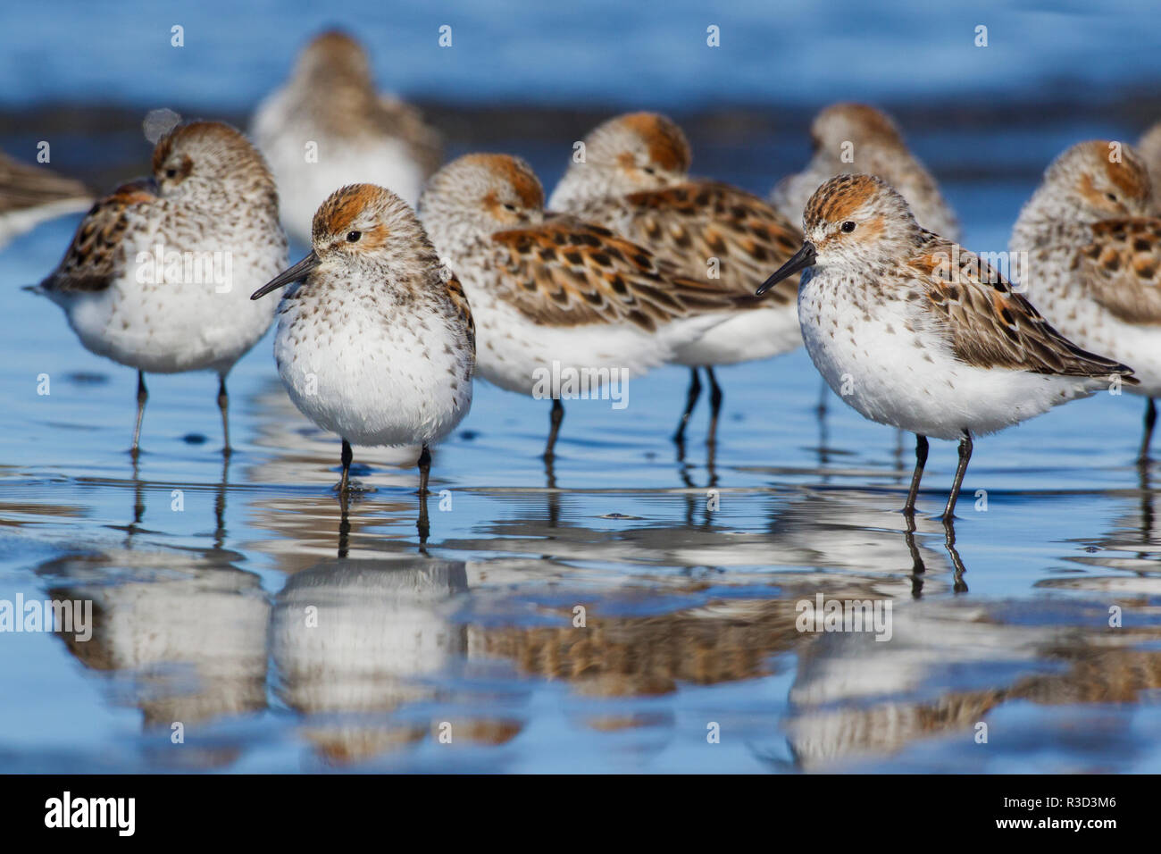 Western sandpipers, resting during spring migration Stock Photo - Alamy