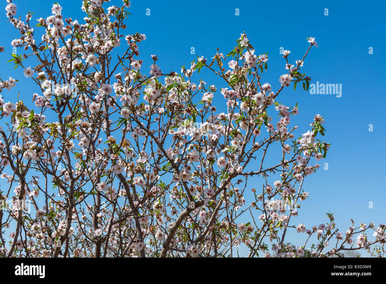 Almonds tree blossom, springtime in farm orchard, nature background ...