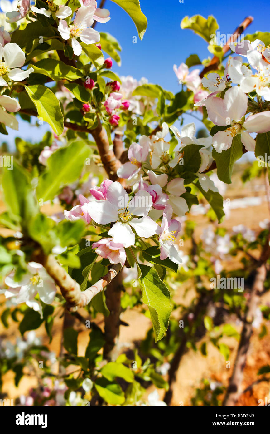 Beautiful pink apple tree blossom, springtime in kibbutz orchard Negev ...