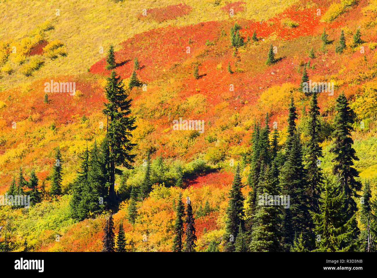 Fall color in Paradise Valley, Mount Rainier National Park, WA, USA ...