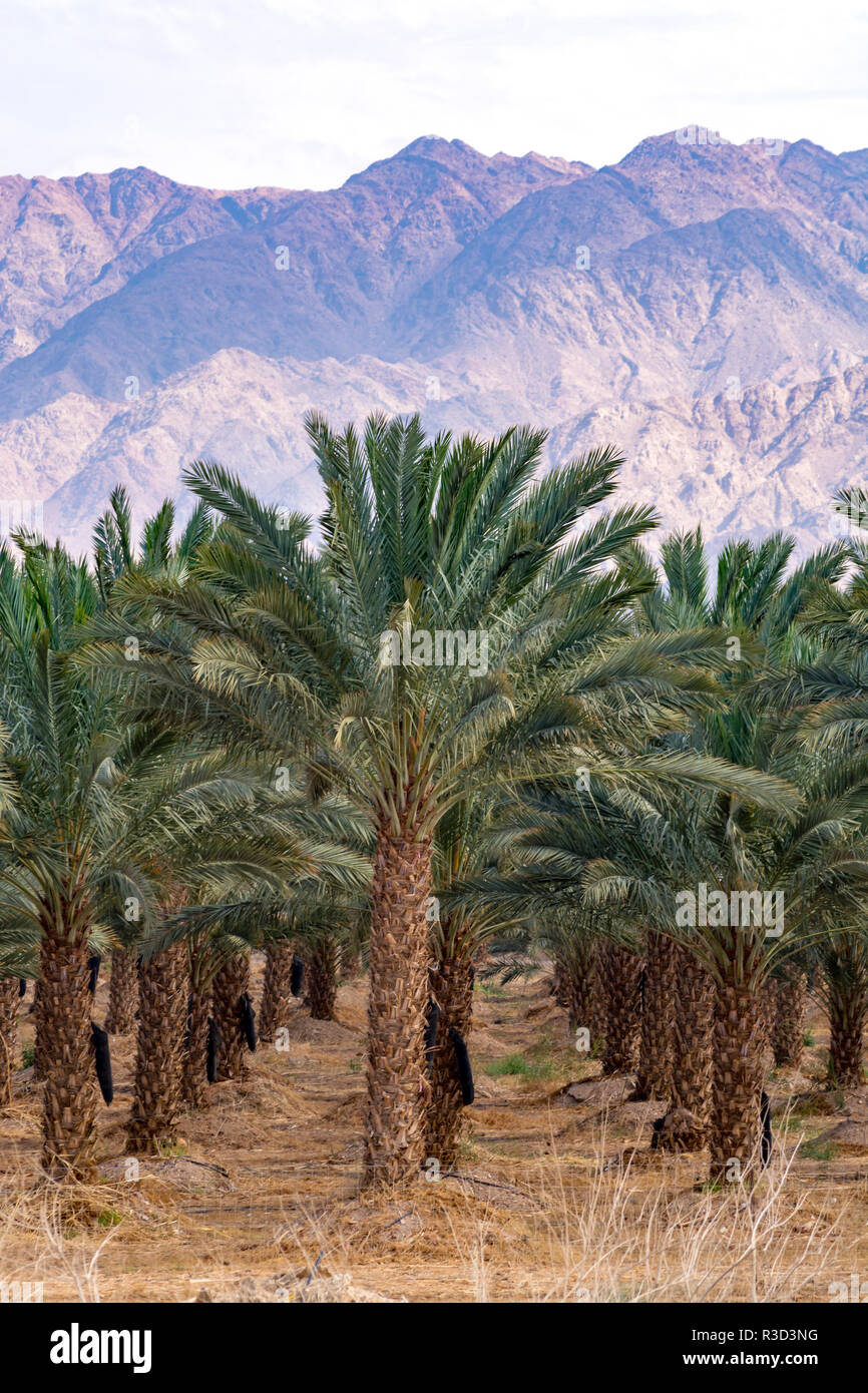 Barhee date palm hi-res stock photography and images - Alamy