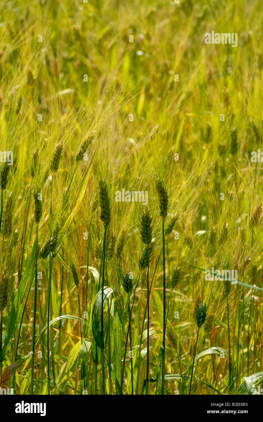 Ripe golden wheat fields in sunlights, ready for harvest, South of ...