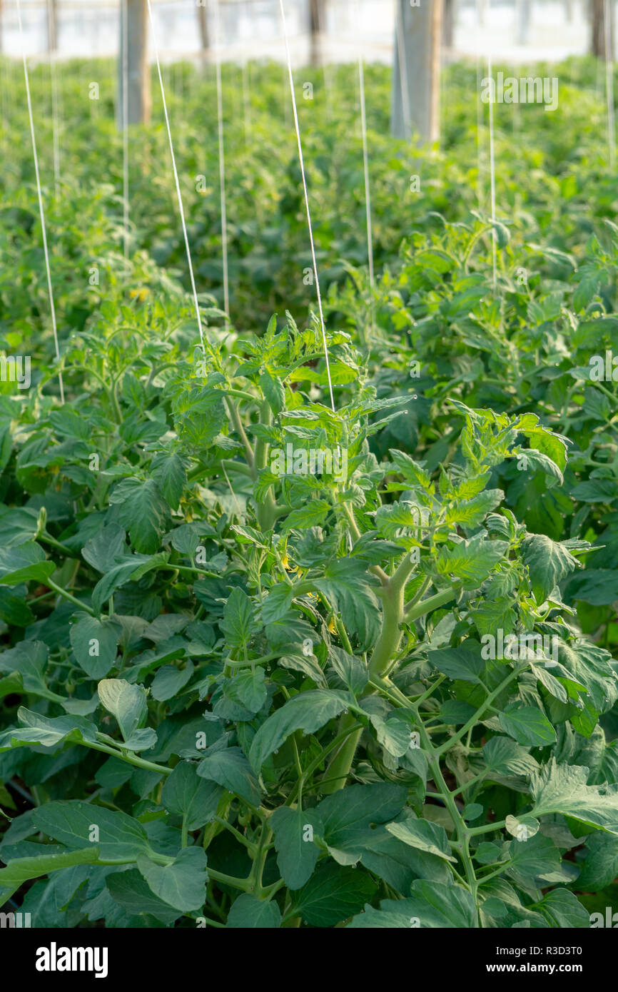 Bio farming in Italy, cultivation of tomatoes in greenhouse ...
