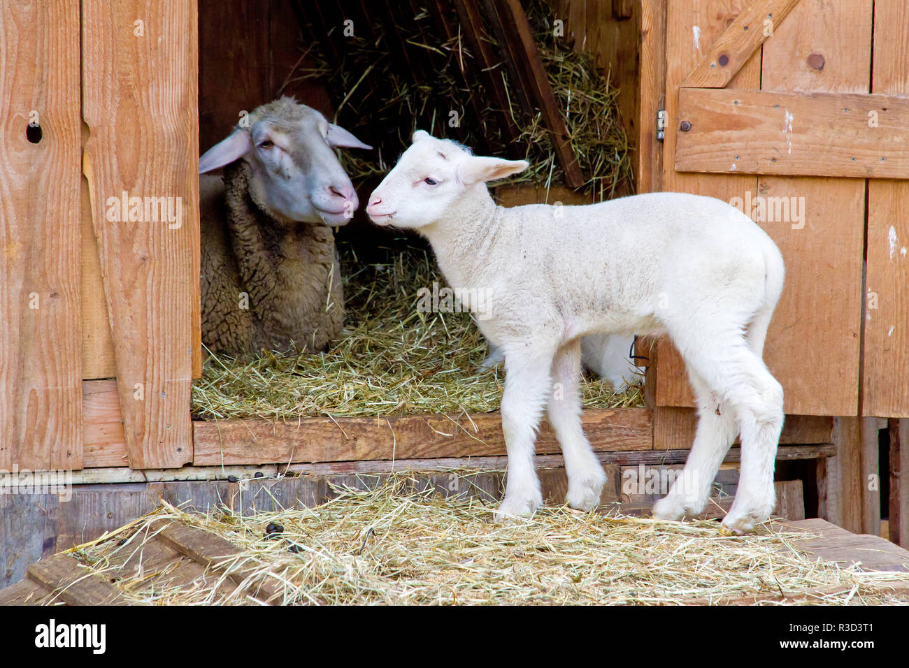 Ewe and little lamb Stock Photo - Alamy
