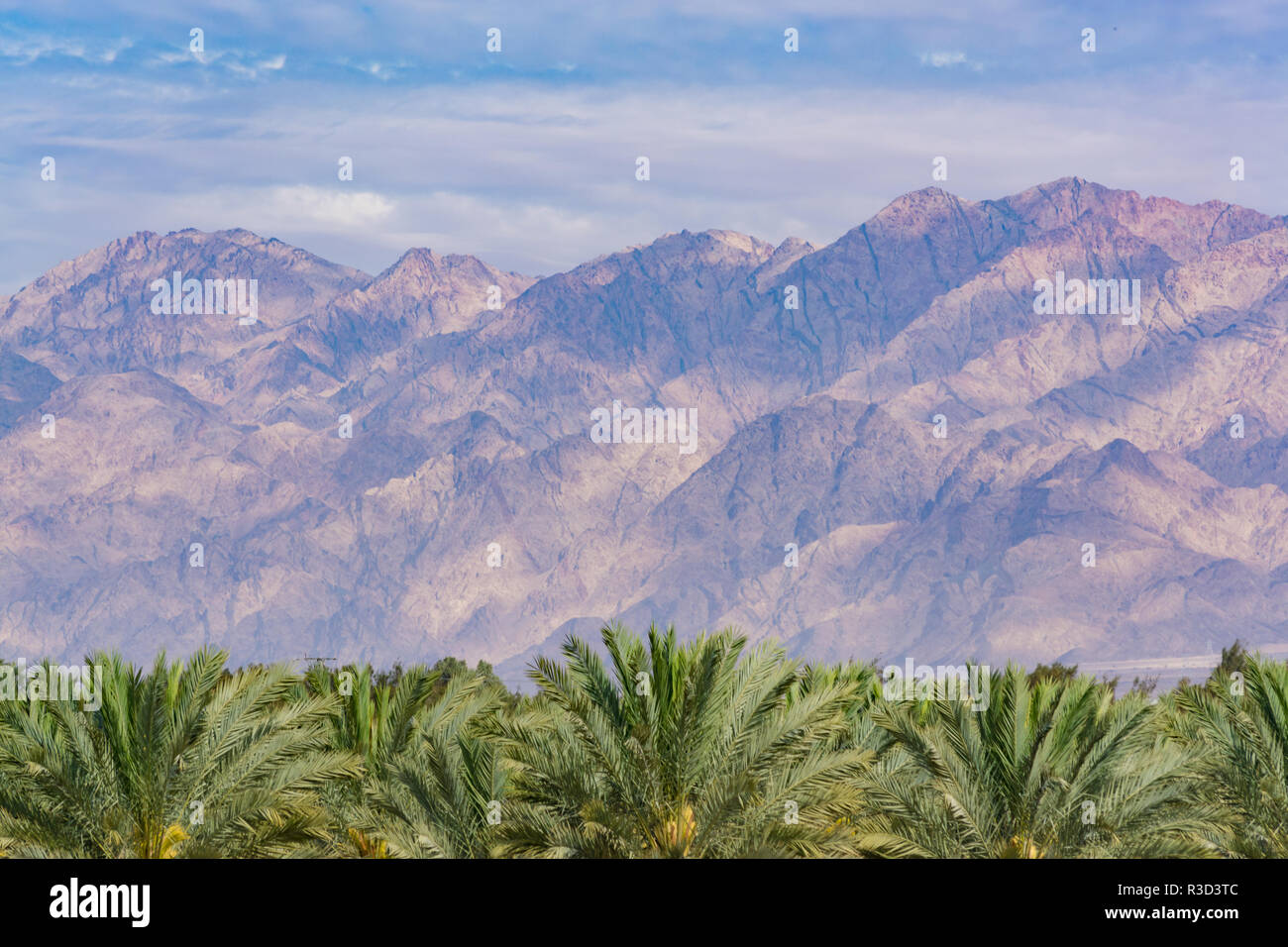 Plantation of Phoenix dactylifera, commonly known as date or date palm ...