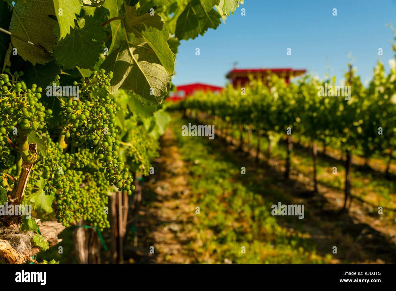 USA, WA, Horse Heaven Hills. Tiny House Glamping at Destiny Ridge ...