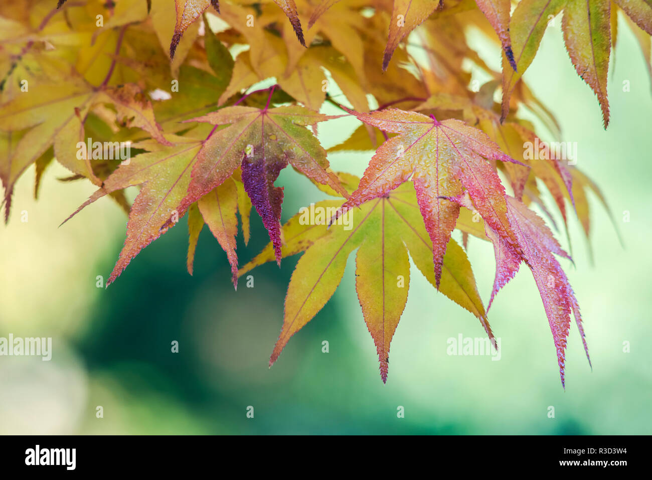 USA, WA, Seattle. Kubota Japanese Garden, Autumn Leaves Stock Photo - Alamy