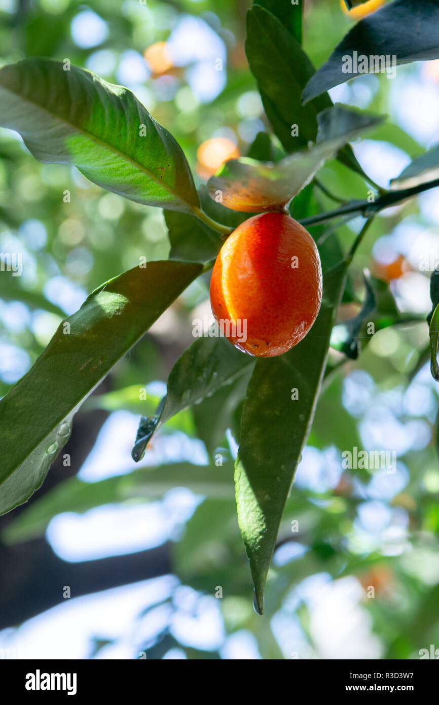 Tropical small ripe orange citrus fruits kumquats on tree, close up ...