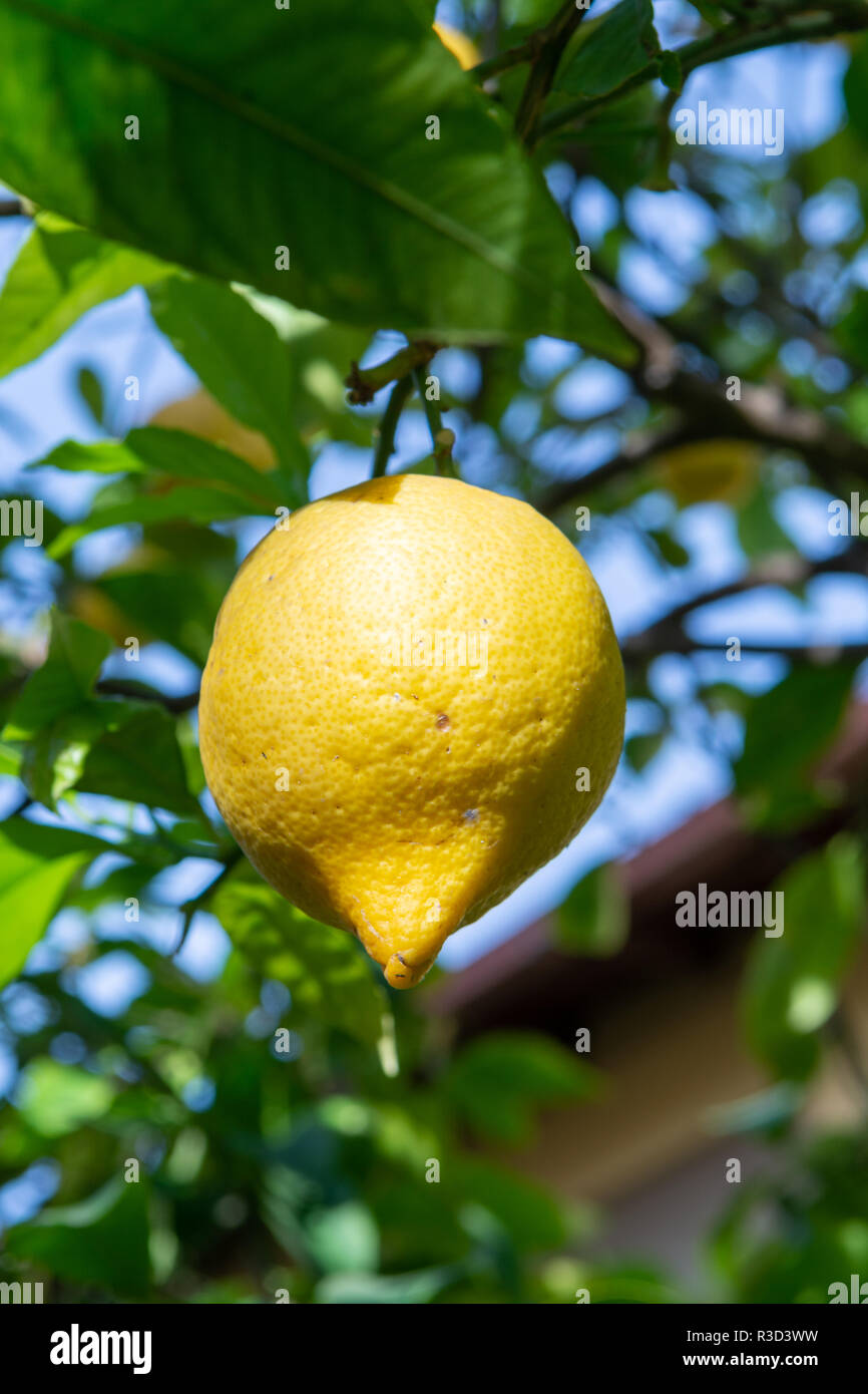 Ripe big yellow lemon citrus tropical fruit hanging on lemon tree Stock ...