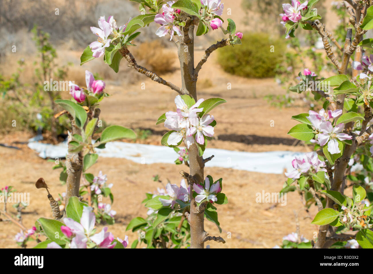 Beautiful pink apple tree blossom, springtime in kibbutz orchard Negev ...