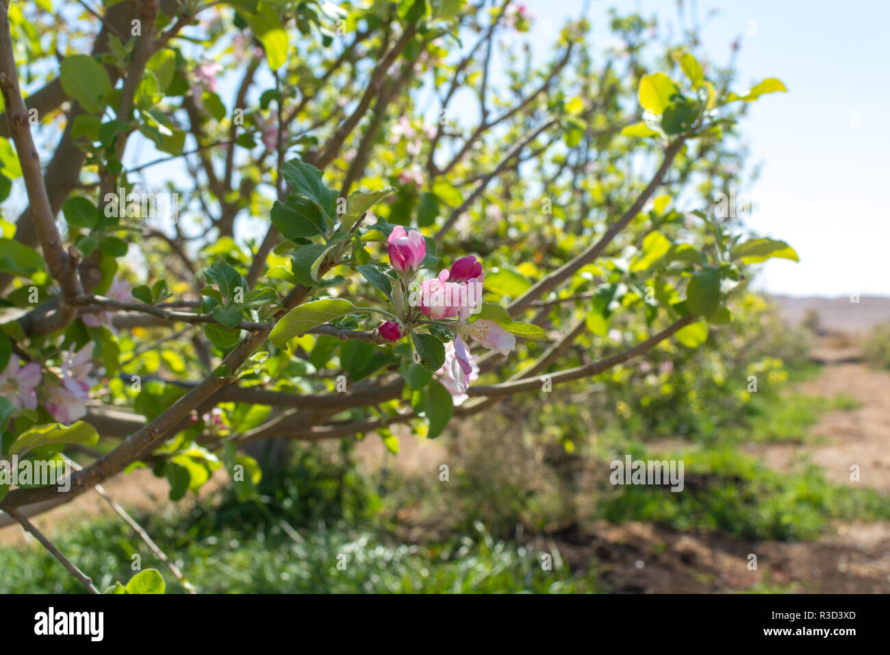 Beautiful pink apple tree blossom, springtime in kibbutz orchard Negev ...