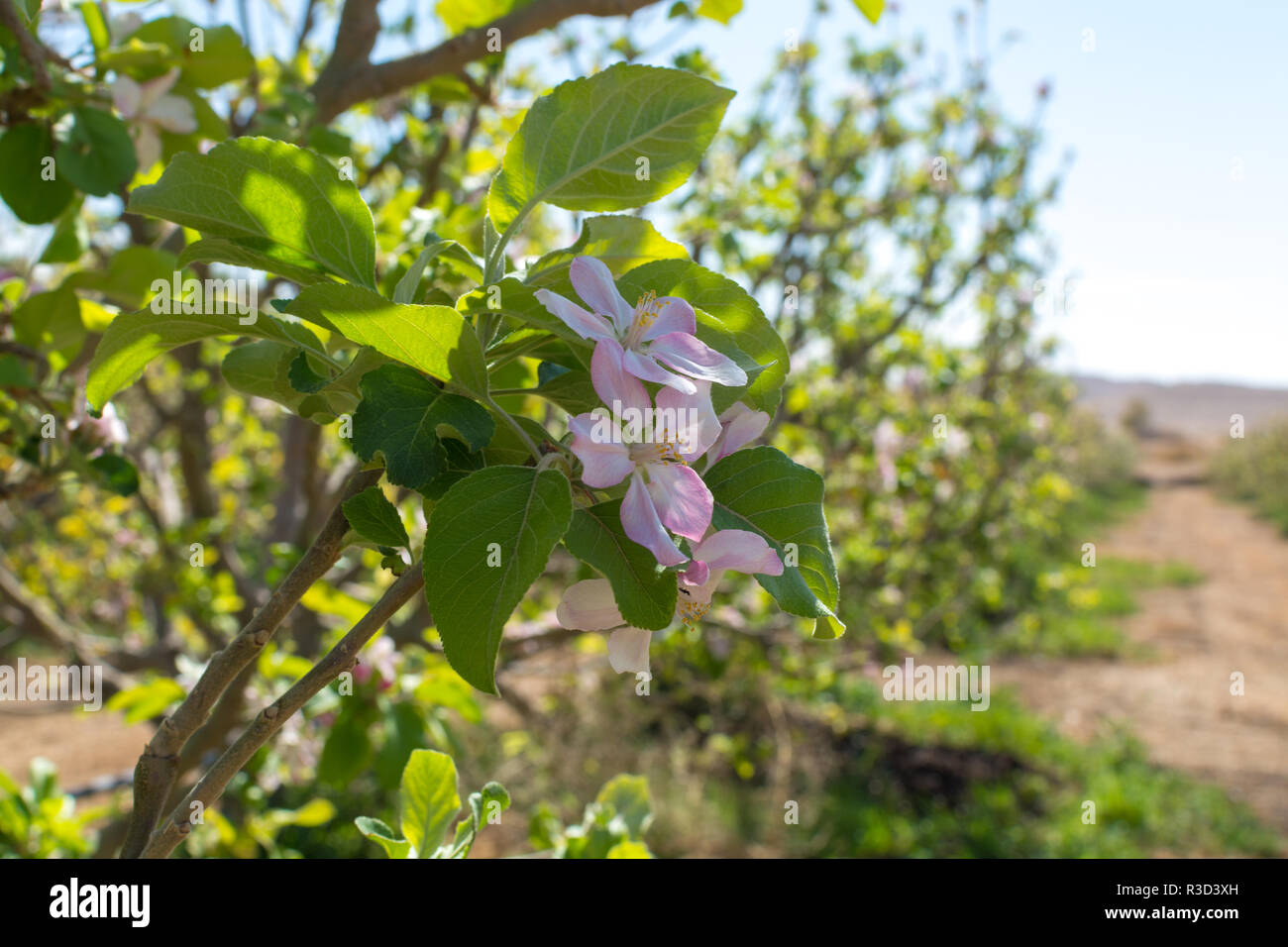 Beautiful pink apple tree blossom, springtime in kibbutz orchard Negev ...