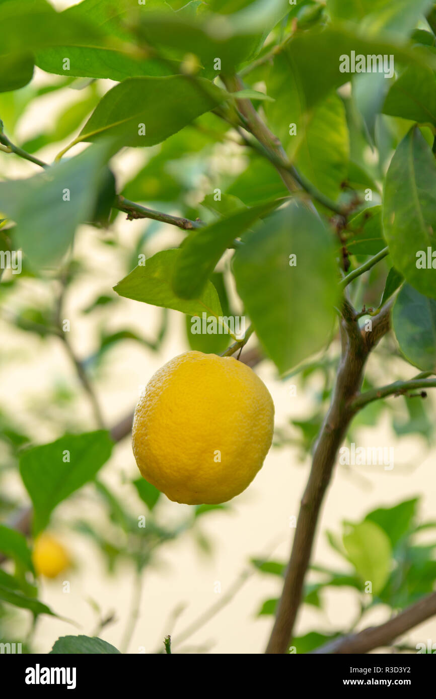 Ripe big yellow lemon citrus tropical fruit hanging on lemon tree Stock ...