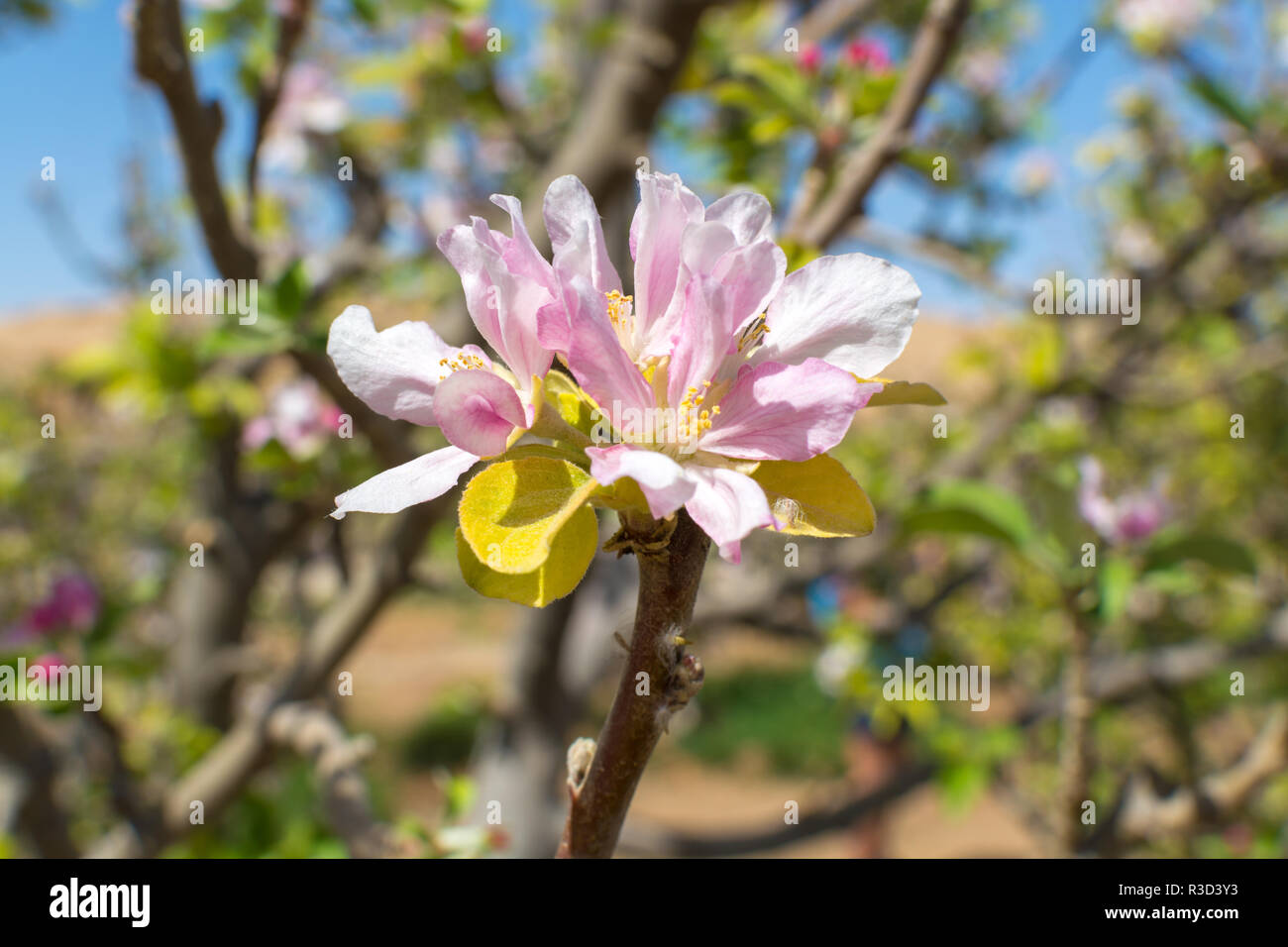 Beautiful pink apple tree blossom, springtime in kibbutz orchard Negev ...