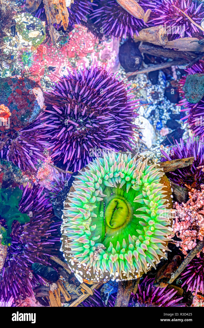 Low Tide, Intertidal Zone with Green Anemone, Purple Sea Urchins, and ...