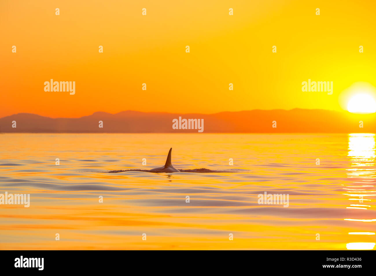 Large male Orca at sunset from Pod of resident Orca Whales in Haro ...