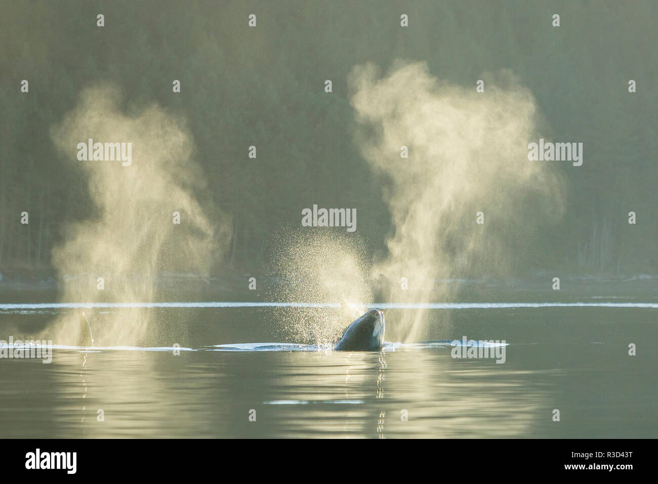 Transient Orca Killer Whales (Orca orcinus), Pacific Northwest Stock ...
