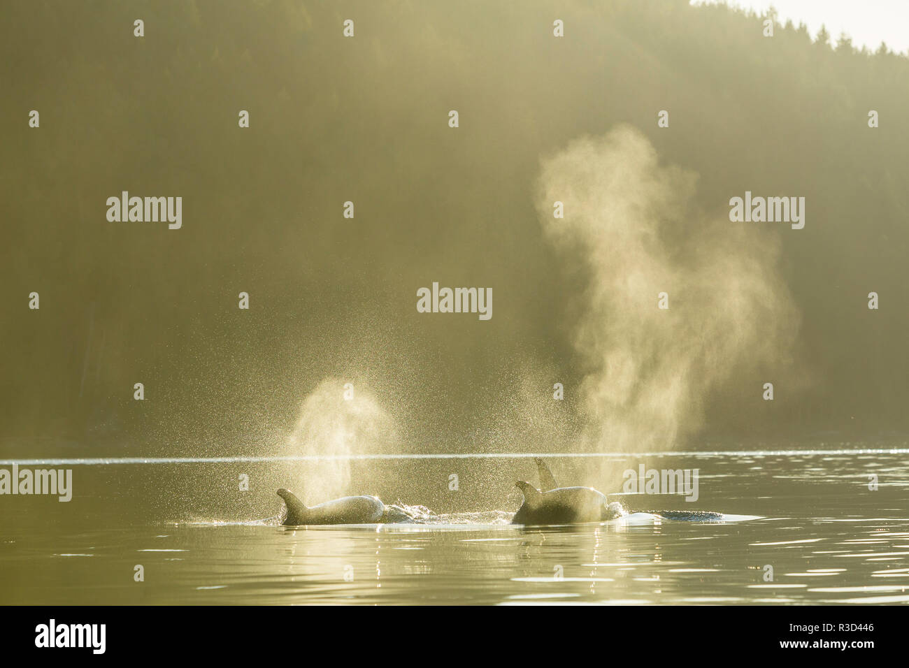 Transient Orca Killer Whales (Orca orcinus), Pacific Northwest Stock ...