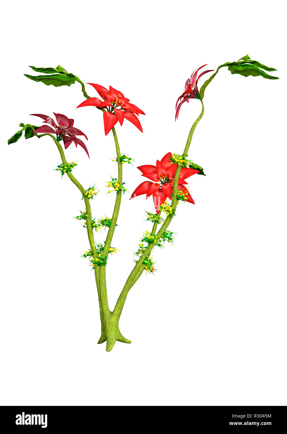 3D rendering of red rose belle flowers isolated on white background ...