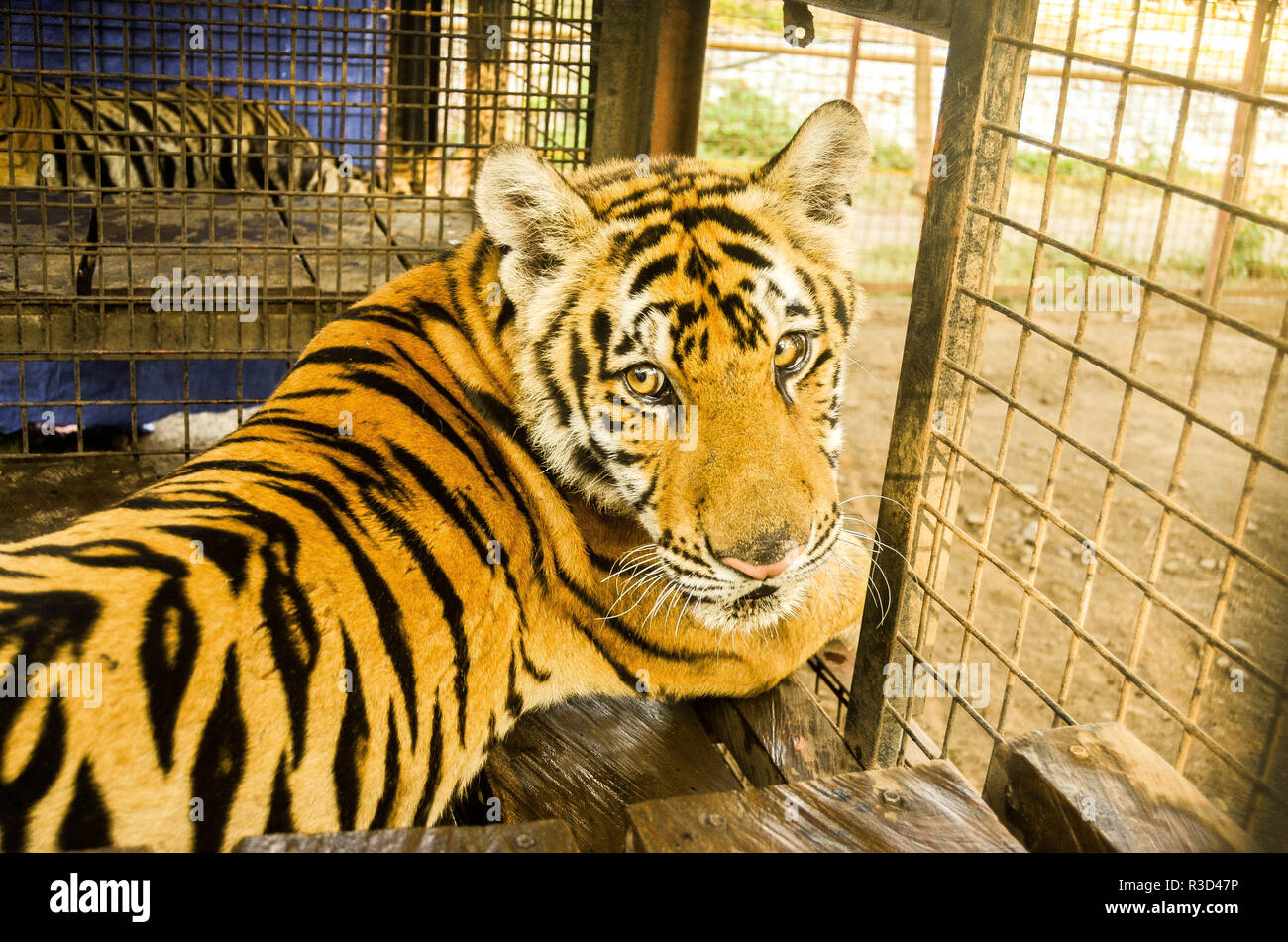 Captive tiger hi-res stock photography and images - Alamy