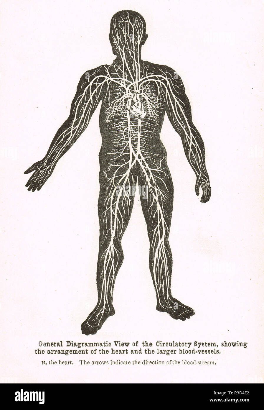 Circulatory system, human body, showing the arrangement of the heart ...