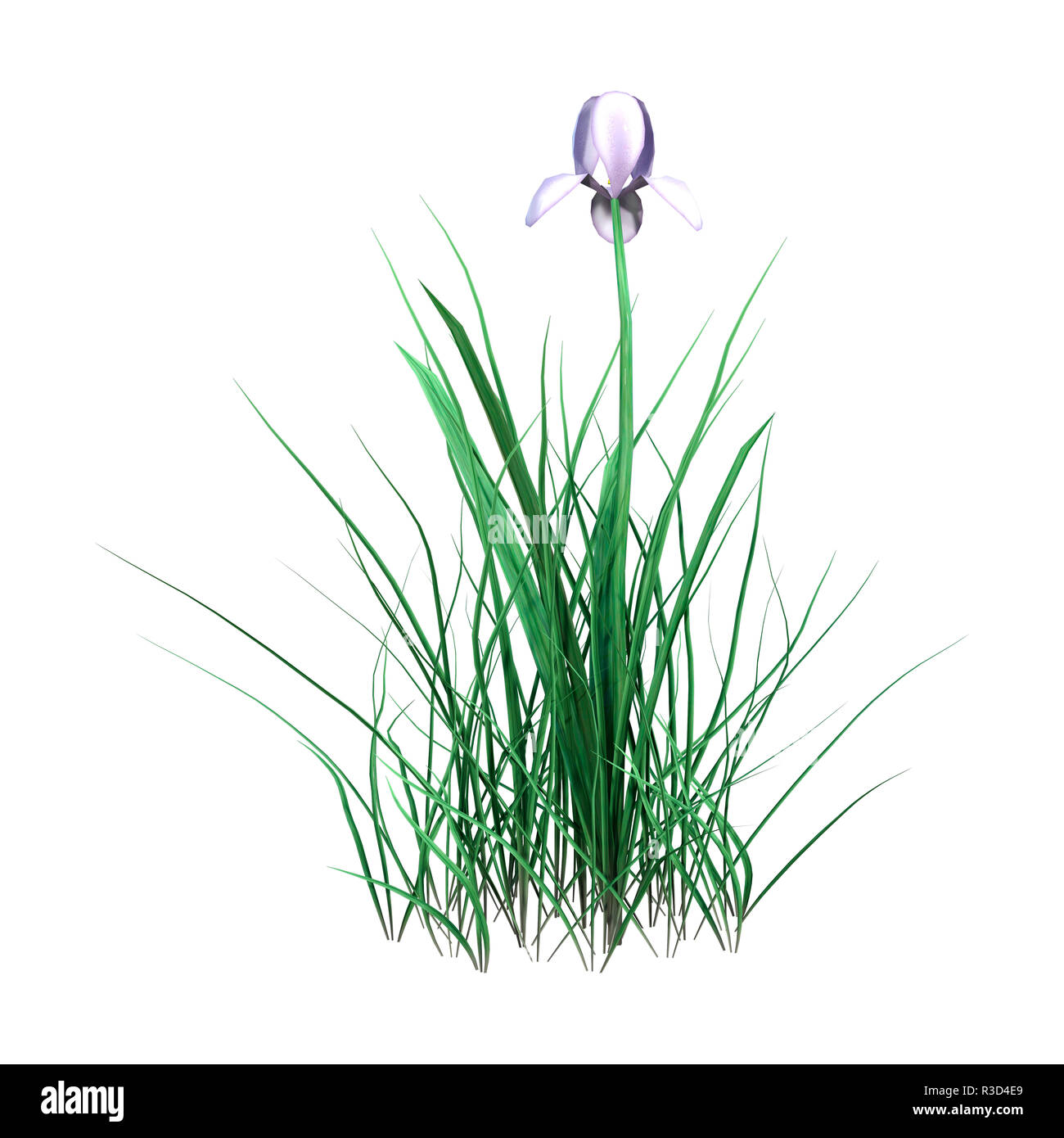 3D rendering of a purple iris flower isolated on white background Stock ...