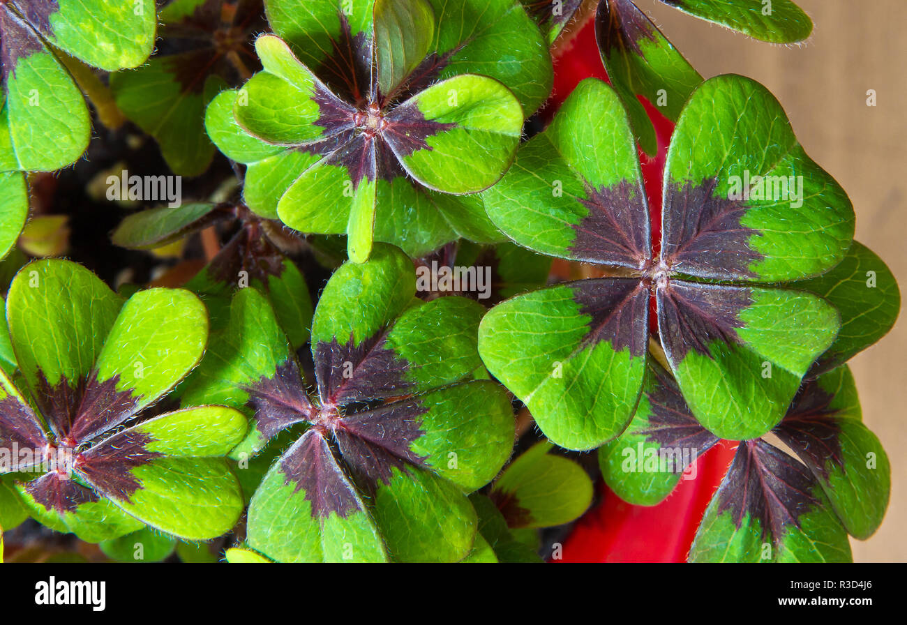 Happy new year present Stock Photo - Alamy