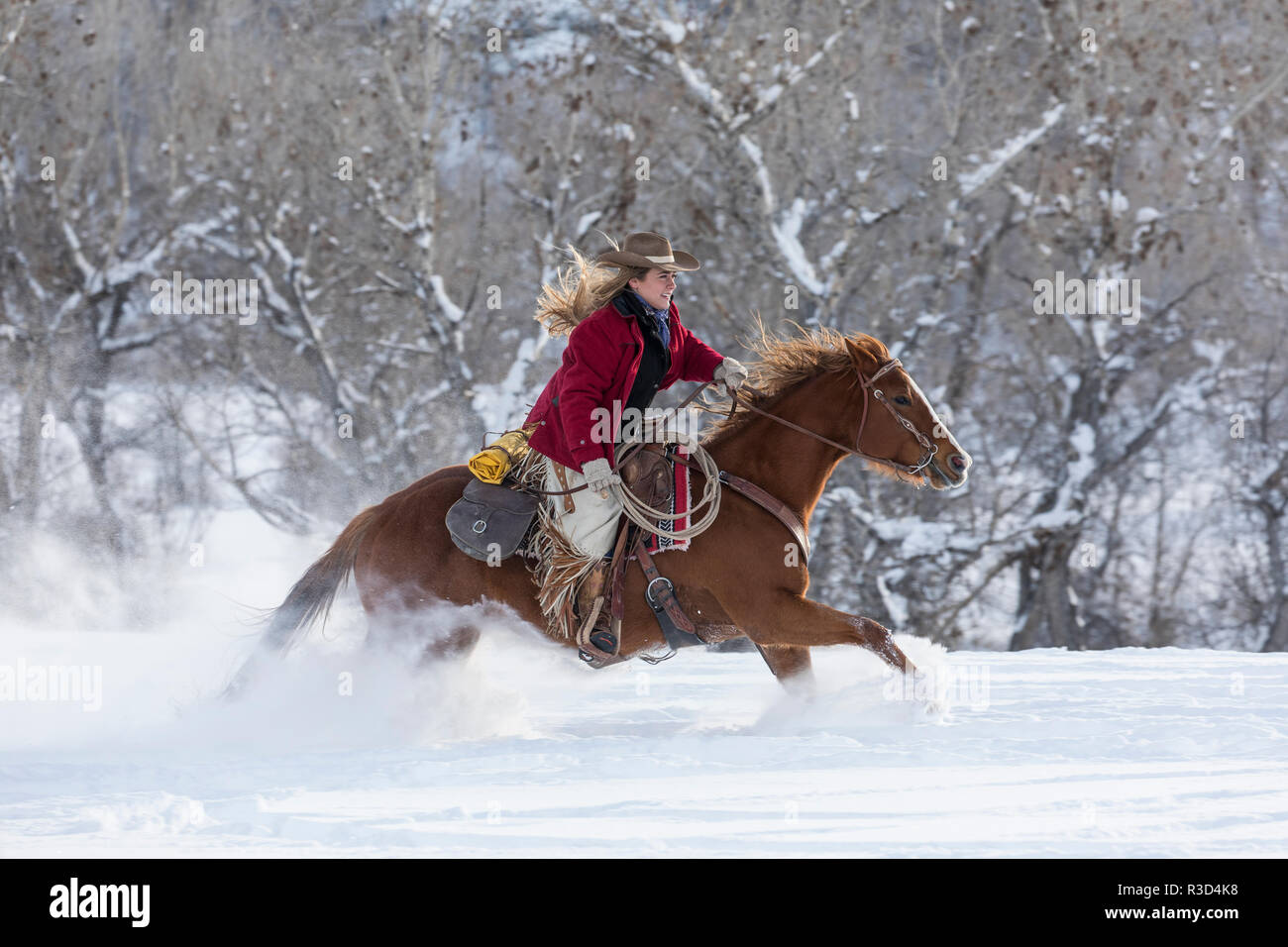 Cowgirl riding her horse in winter, Hideout Ranch, Shell, Wyoming. (MR ...