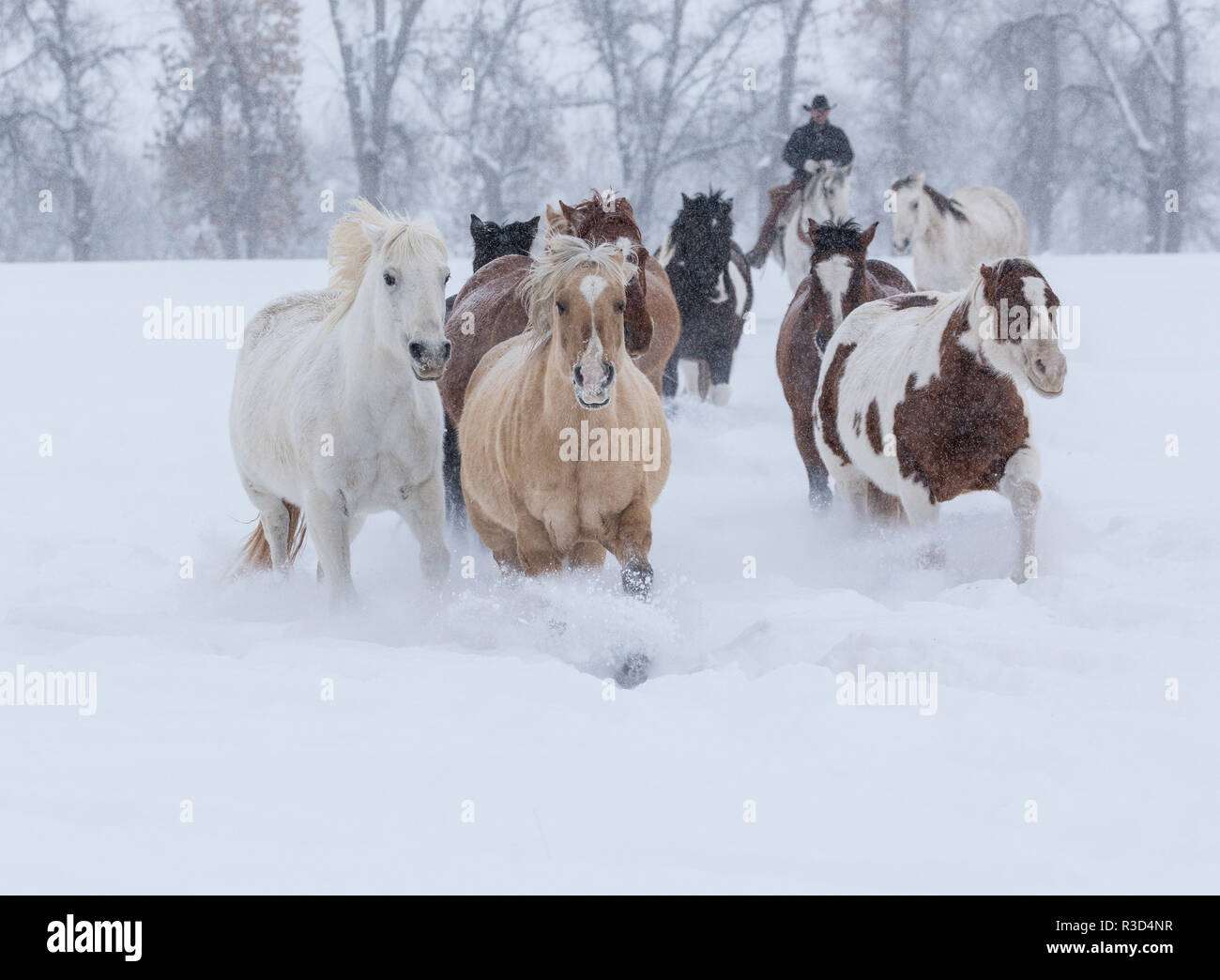 Horses running through snow, Hideout Ranch, Shell, Wyoming. (MR, PR ...