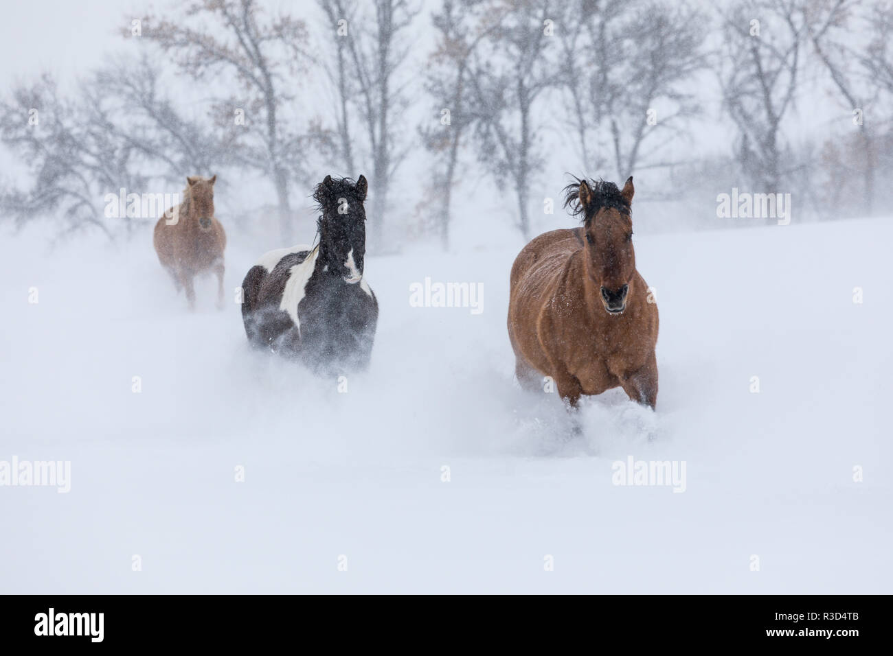 Wyoming horse hi-res stock photography and images - Alamy